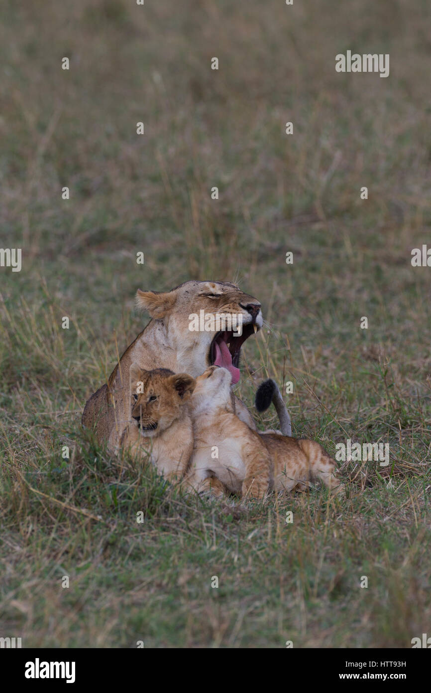 African lion (Panthera leo) female with her two cubs, Masai Mara National Reserve, Kenya, East ...