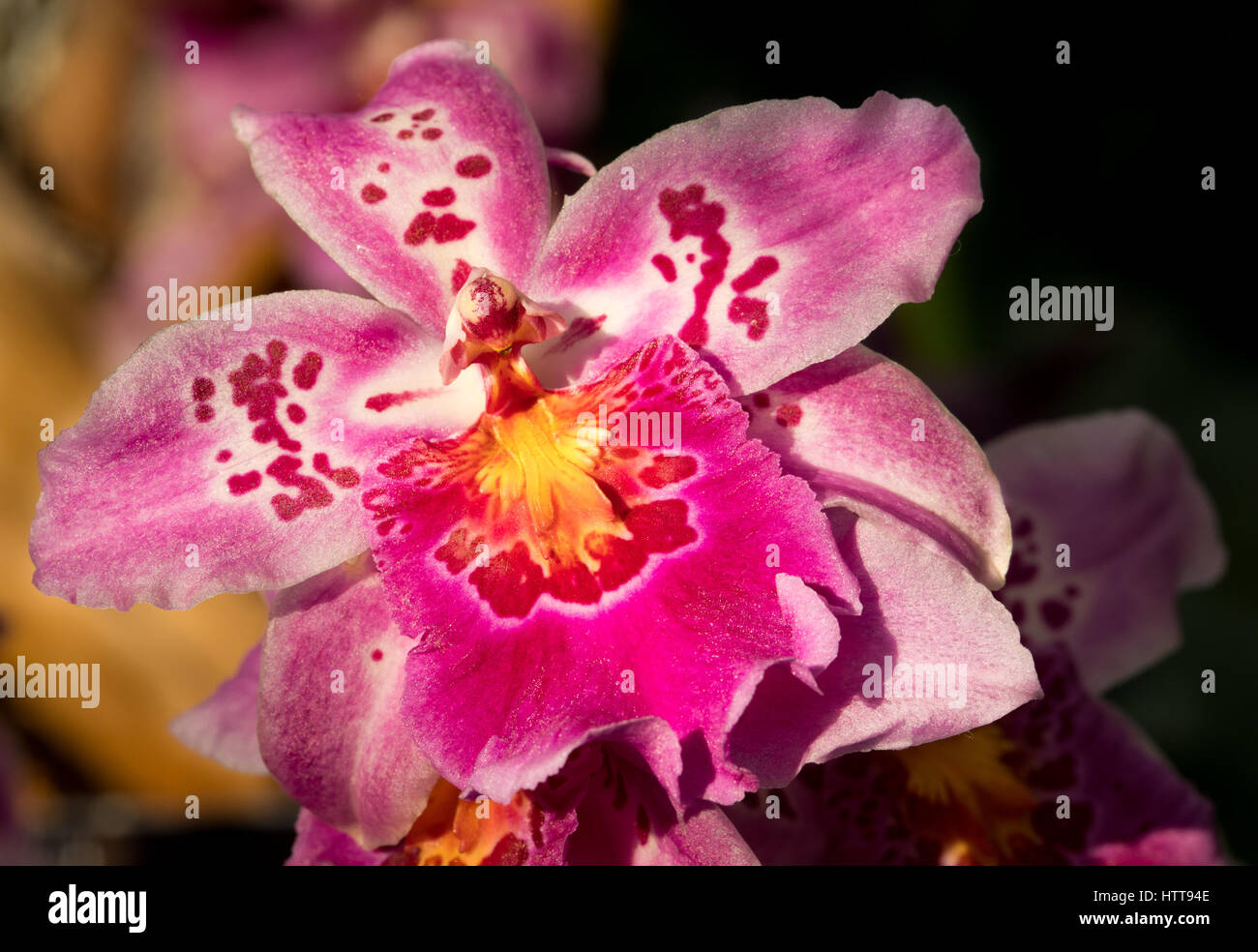 Purple and white orchid, Miltonium Carnivale Rio Orchidacea, with ...