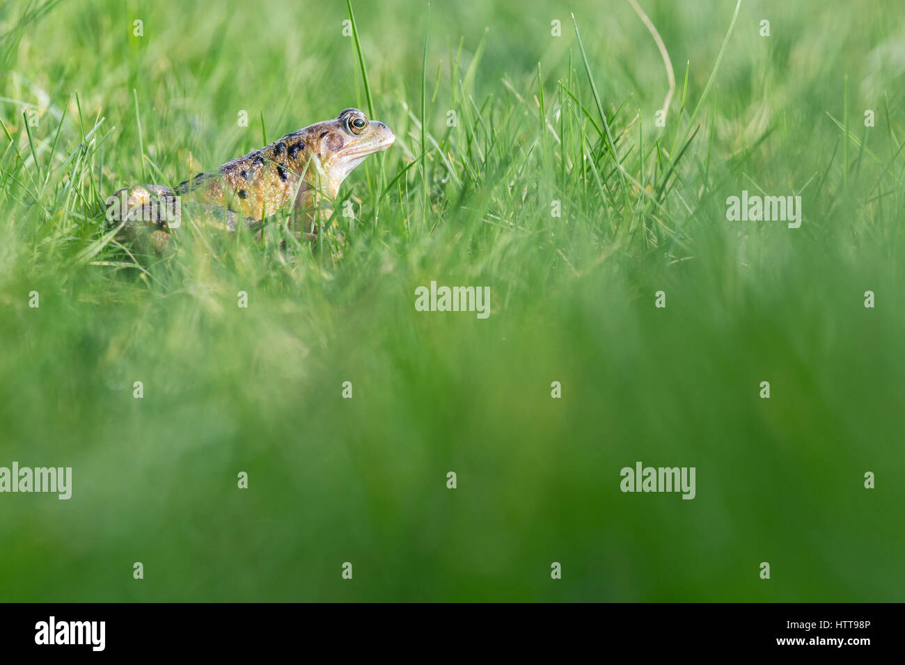 Frog in Fresh Green Grass at Spring Stock Photo - Alamy
