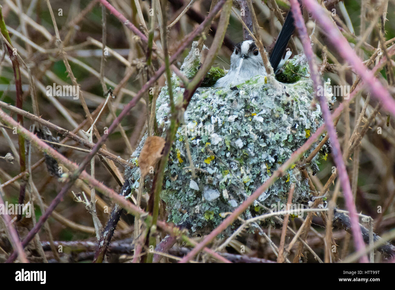 Long-tailed tit building a newly constructed nest within brambles ...