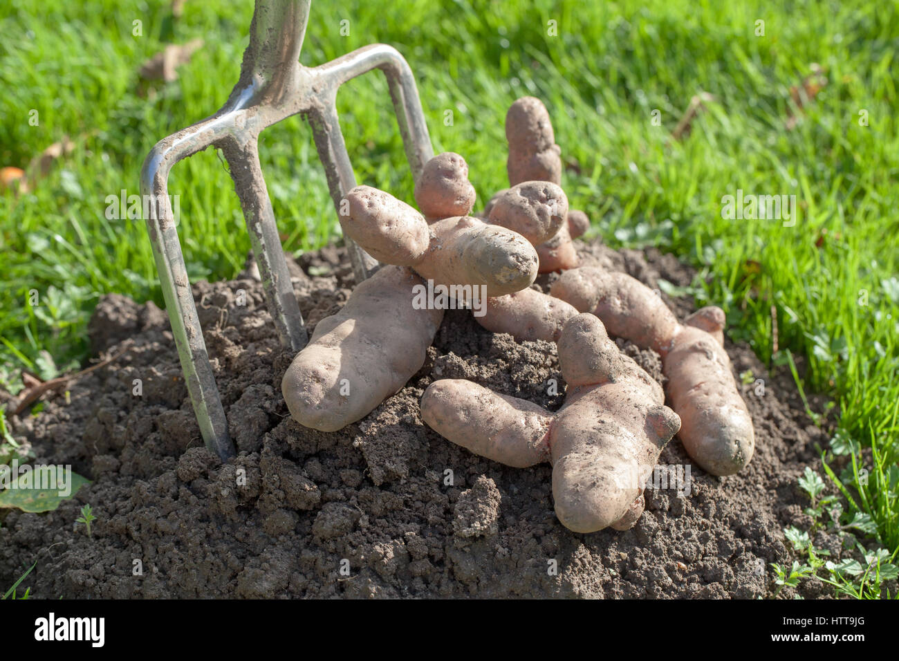 Pink Fir Apple Potatoes (Solanum tuberosum Stock Photo - Alamy