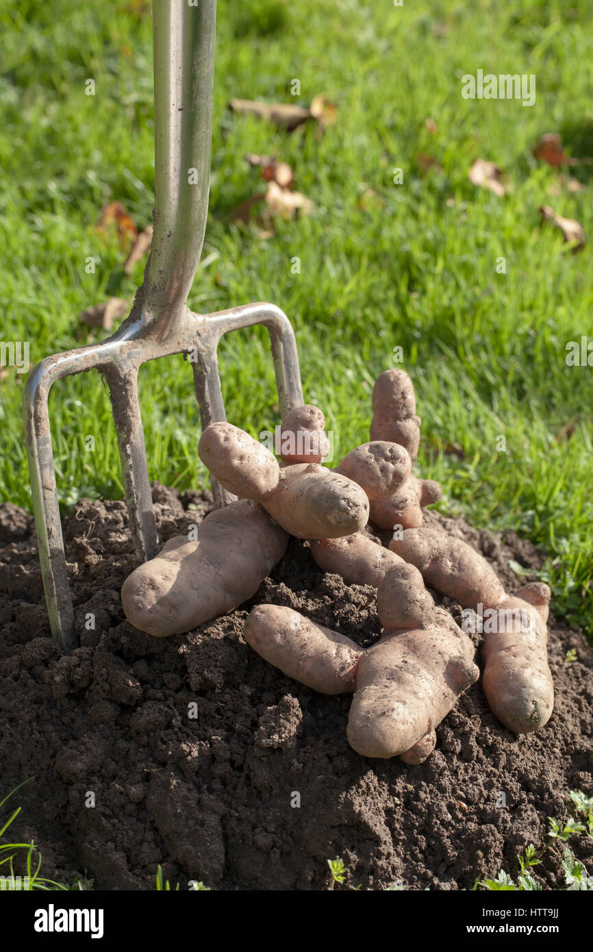 Pink Fir Apple Potatoes (Solanum tuberosum Stock Photo - Alamy