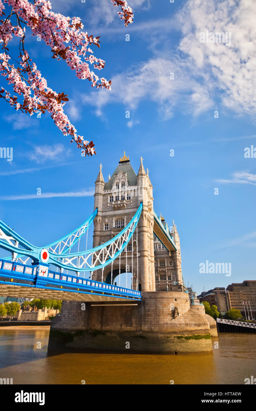 Tower bridge with spring blossom hi-res stock photography and images ...
