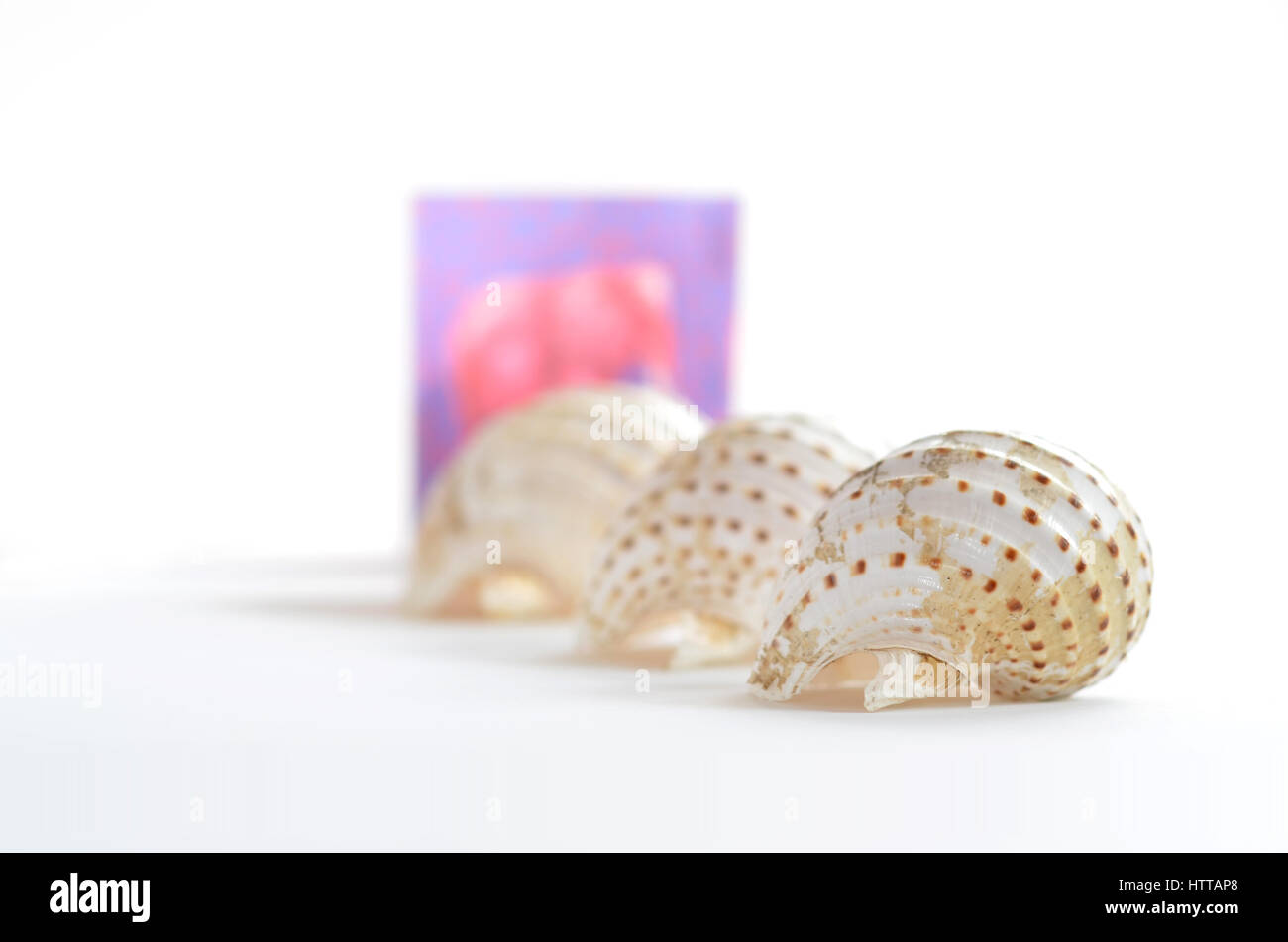 Tun shells hi-res stock photography and images - Alamy