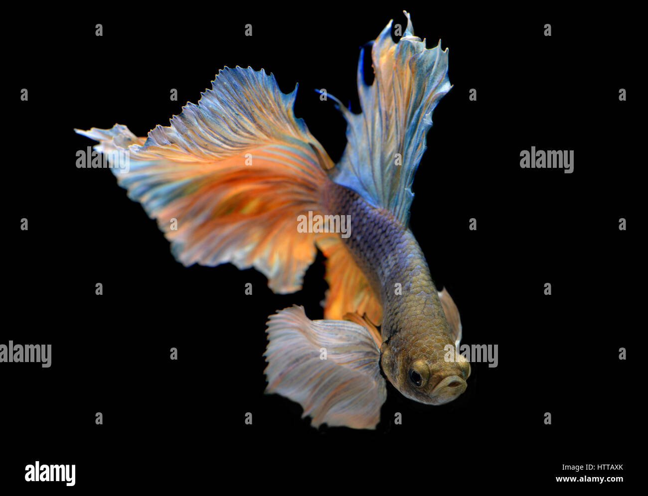 Colorful waver of Betta Saimese fighting fish beauty and freedom in ...