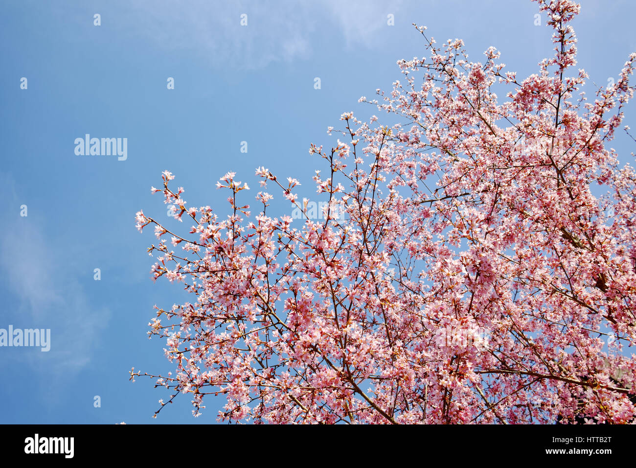 Spring pink blossom tree and blue sky, spring nature background Stock ...