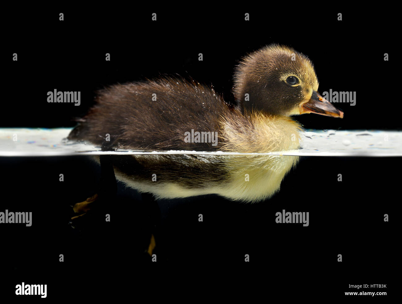 Little baby of duck relaxing in the water photo with studio flash ...