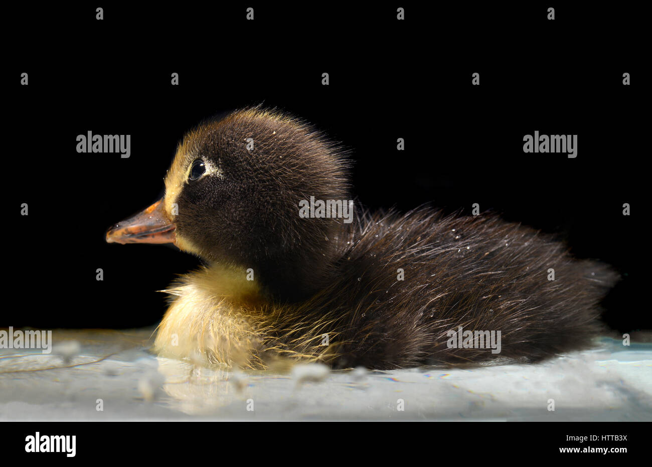 Little baby of duck relaxing in the water photo with studio flash ...