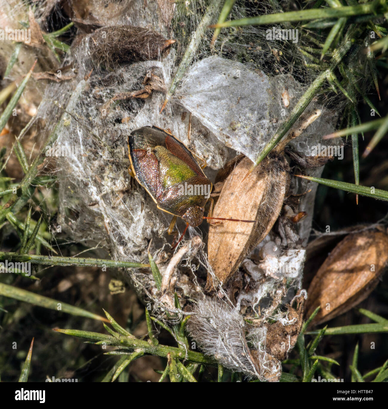 Gorse Shieldbug(Piezodorus lituratus) on a gorse bush North Norfolk ...
