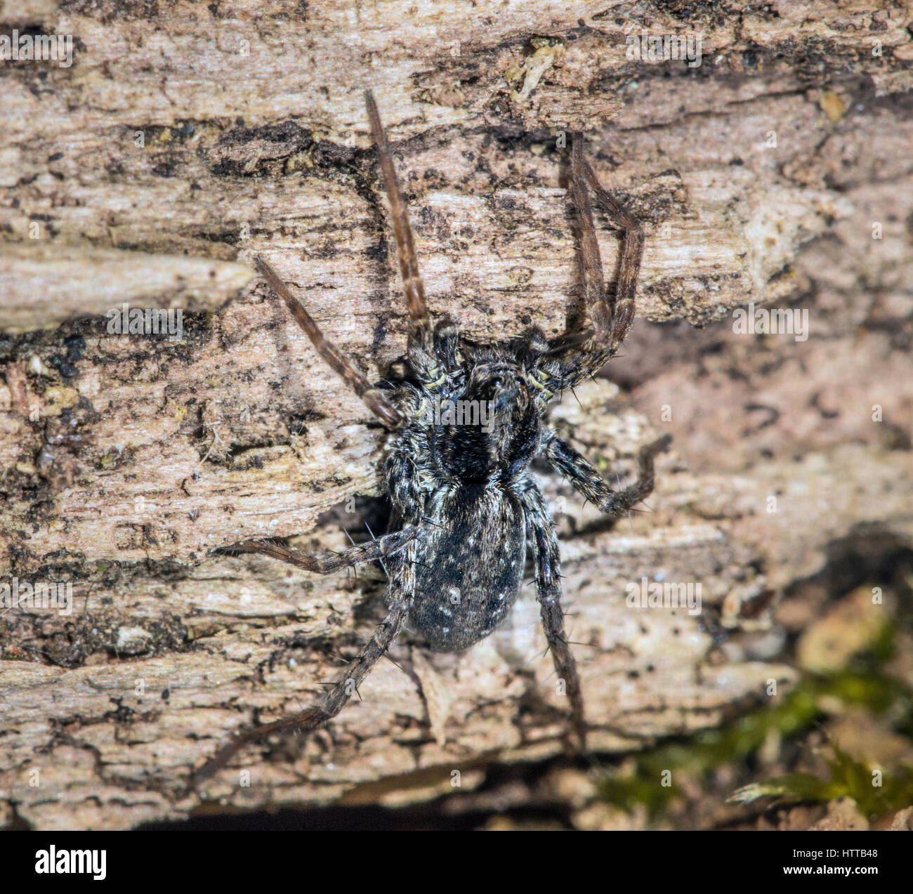 British spiders hi-res stock photography and images - Alamy