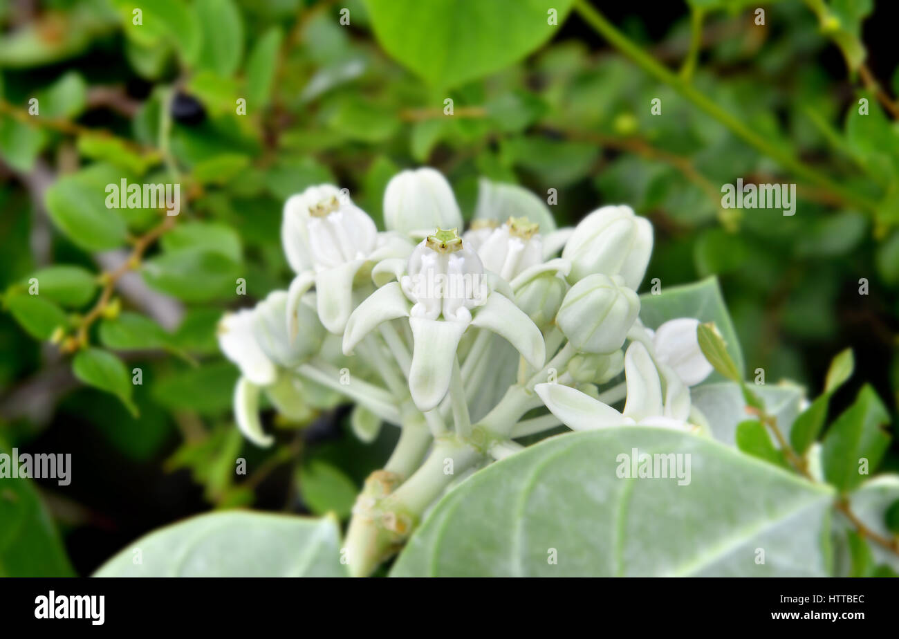 countryside Asian calotropis gigantea flower in outdoor sunlight Stock ...