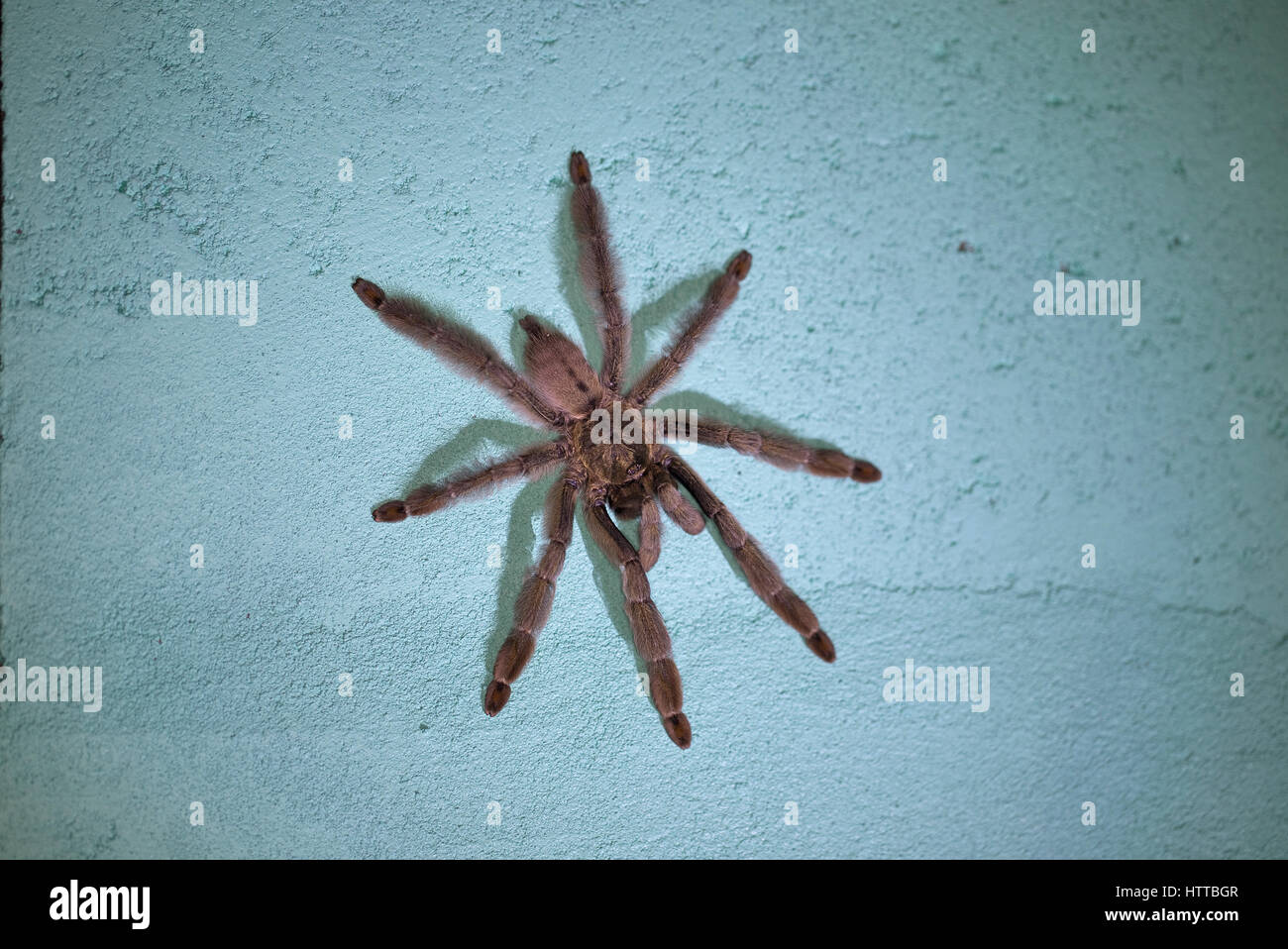 Trinidad Chevron Tarantula (Psalmopoeus cambridgei) Trinidad & Tobago ...