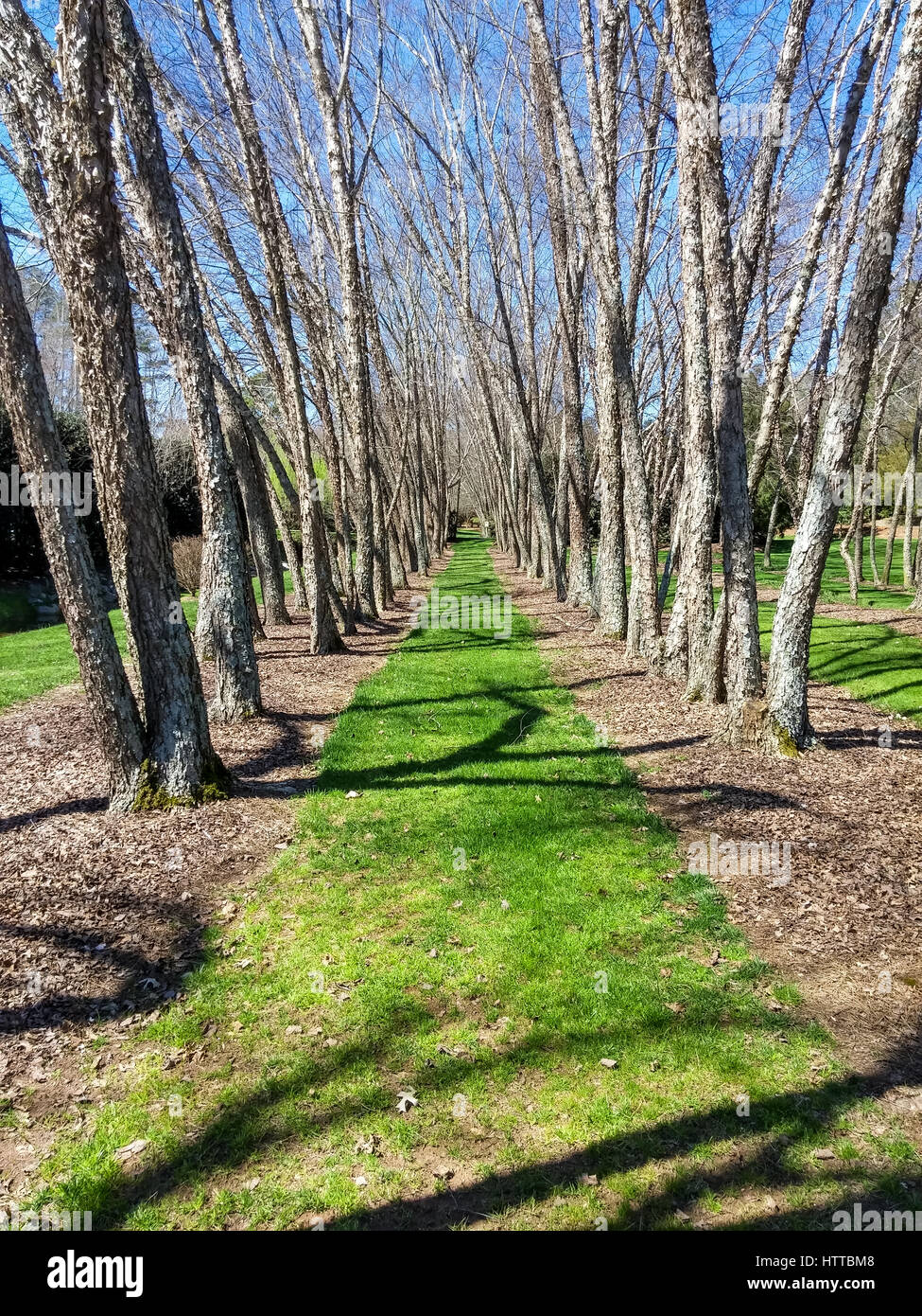 Line of birch trees hi-res stock photography and images - Alamy