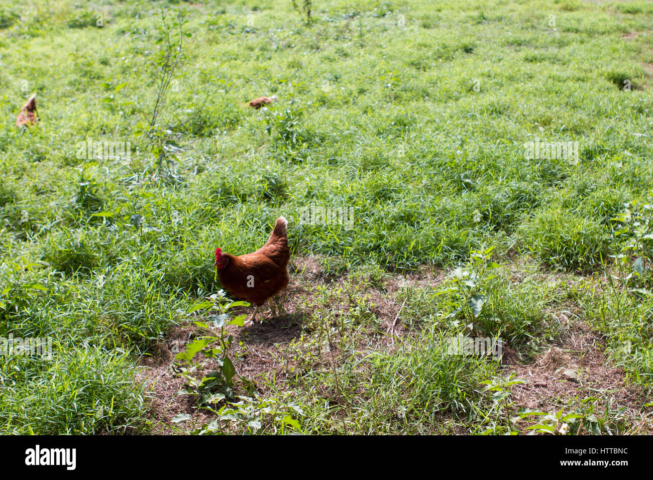 Free range chicken walking through grass Stock Photo - Alamy