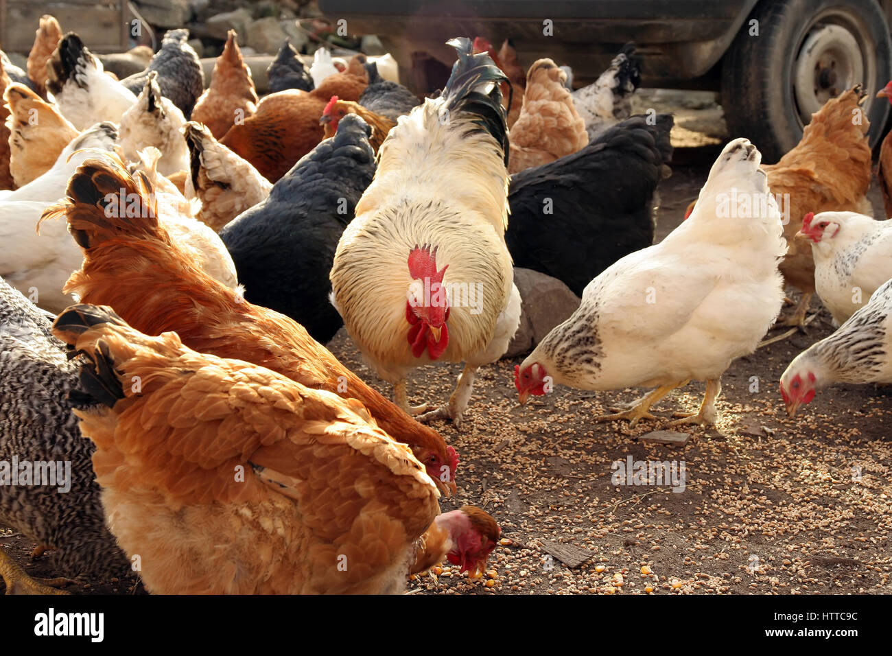 Chickens on the farm Stock Photo - Alamy