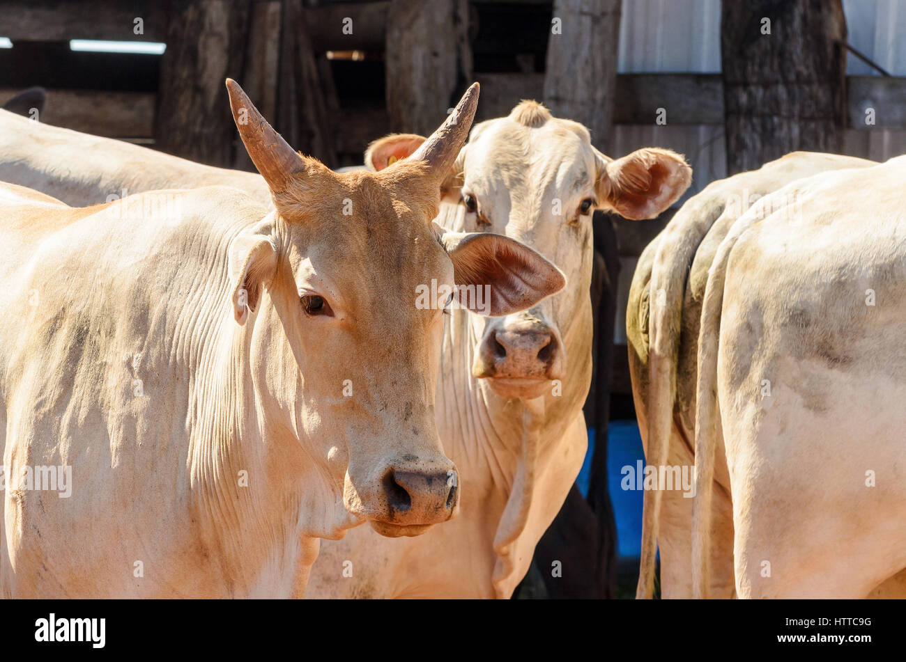 White cows in a corral. Herd of cows with fences around on a farm ...