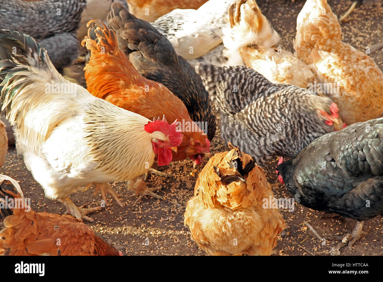Chickens on the farm Stock Photo - Alamy