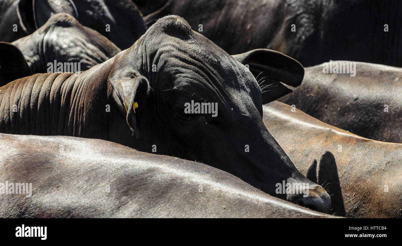 Farm corral hi-res stock photography and images - Alamy