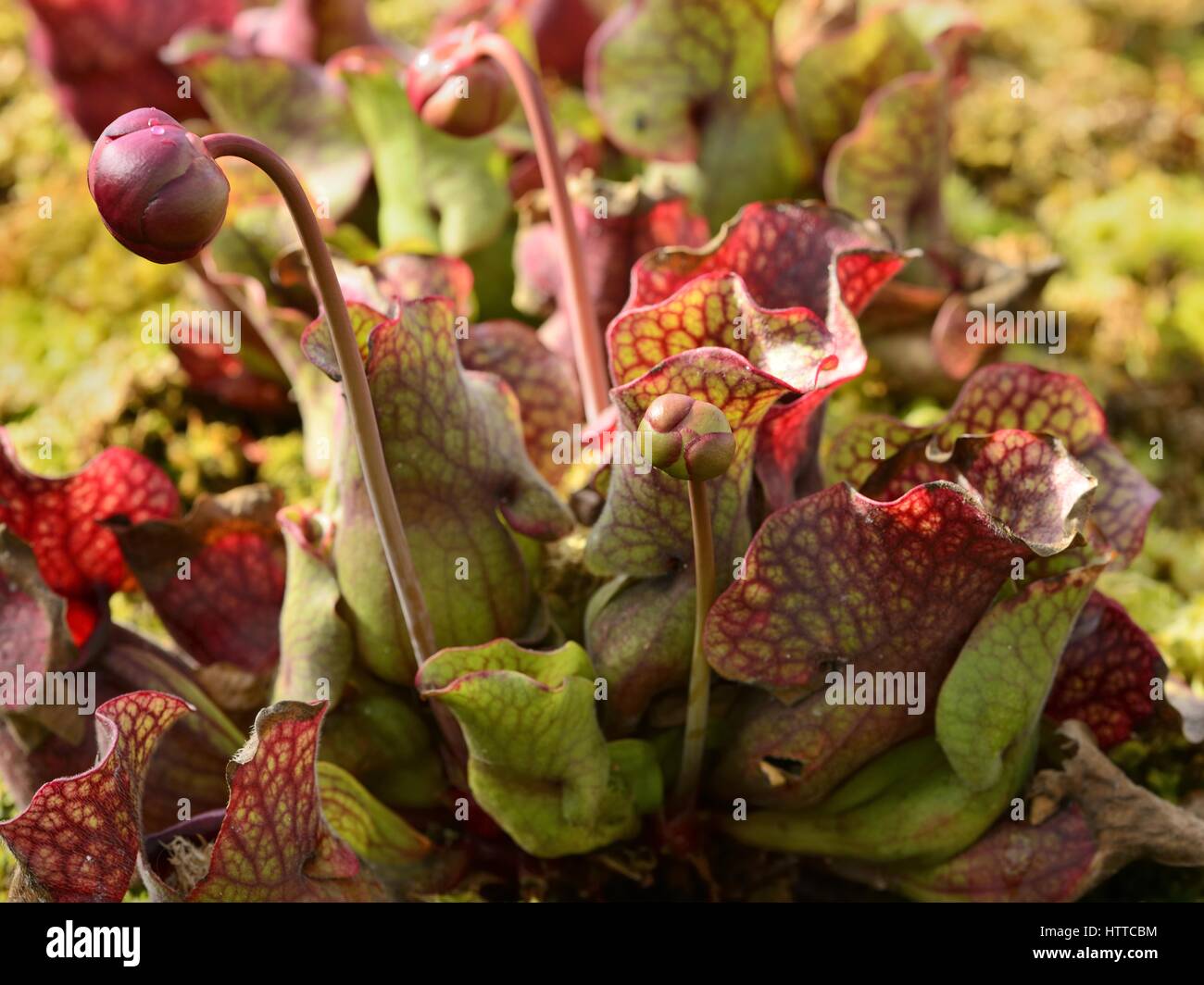 Purple Pitcher Plant Stock Photo - Alamy