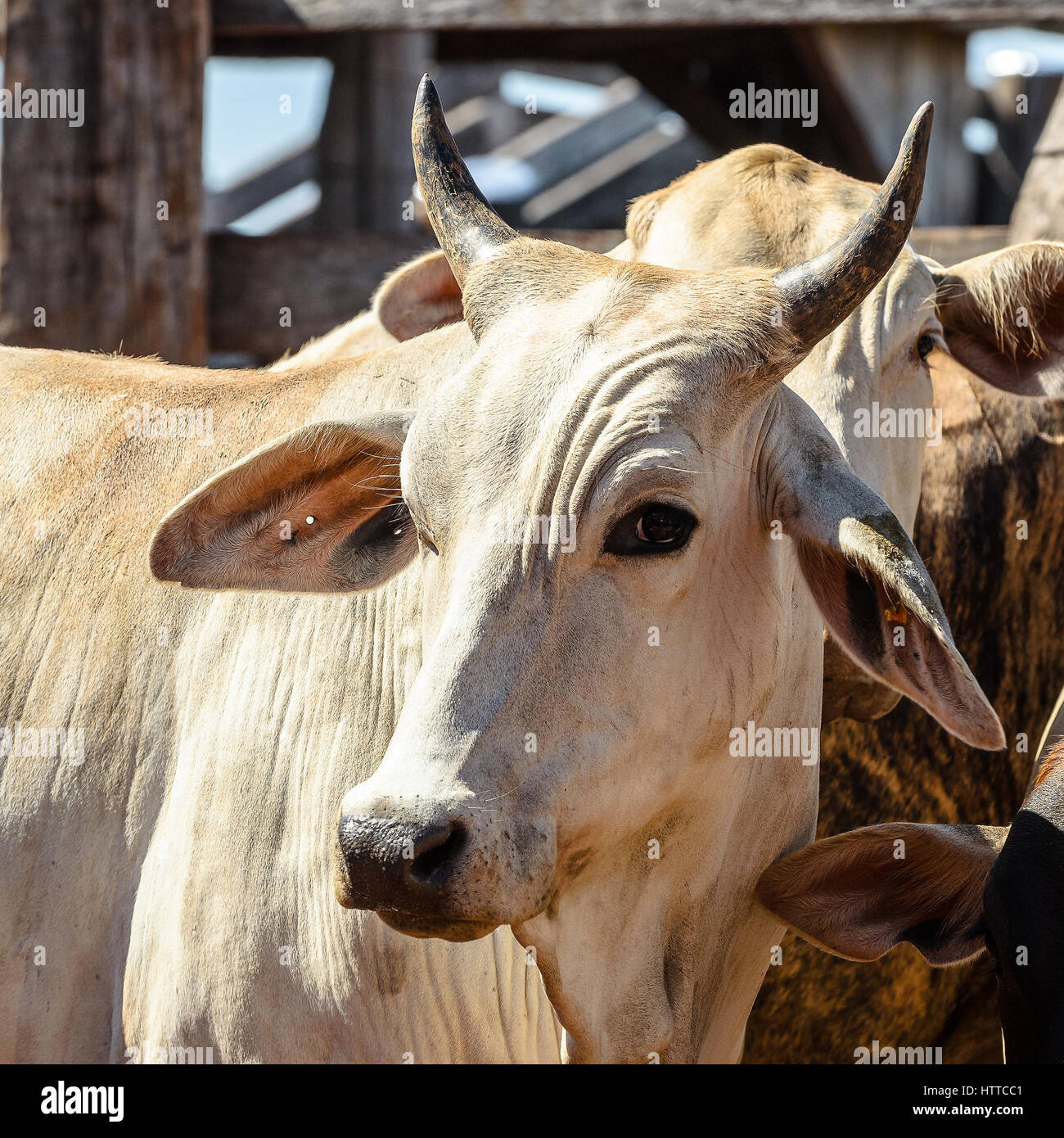 Oxens hi-res stock photography and images - Alamy