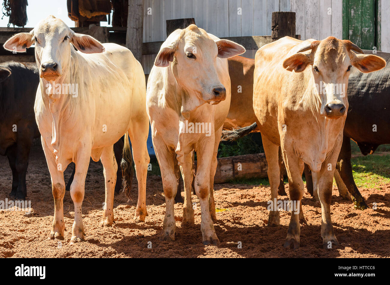 Herd of white oxen together on a corral of a farm. Three oxen looking ...