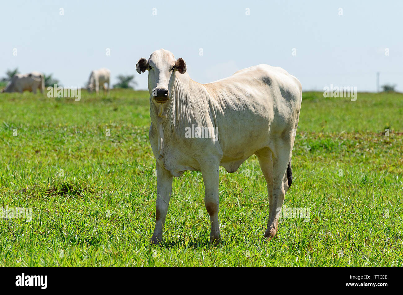 Livestock life hi-res stock photography and images - Alamy