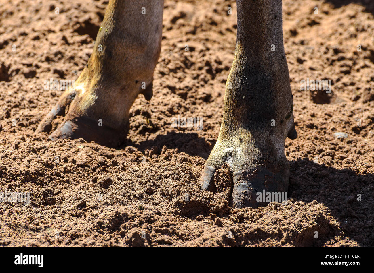 Cloven hoof hi-res stock photography and images - Alamy
