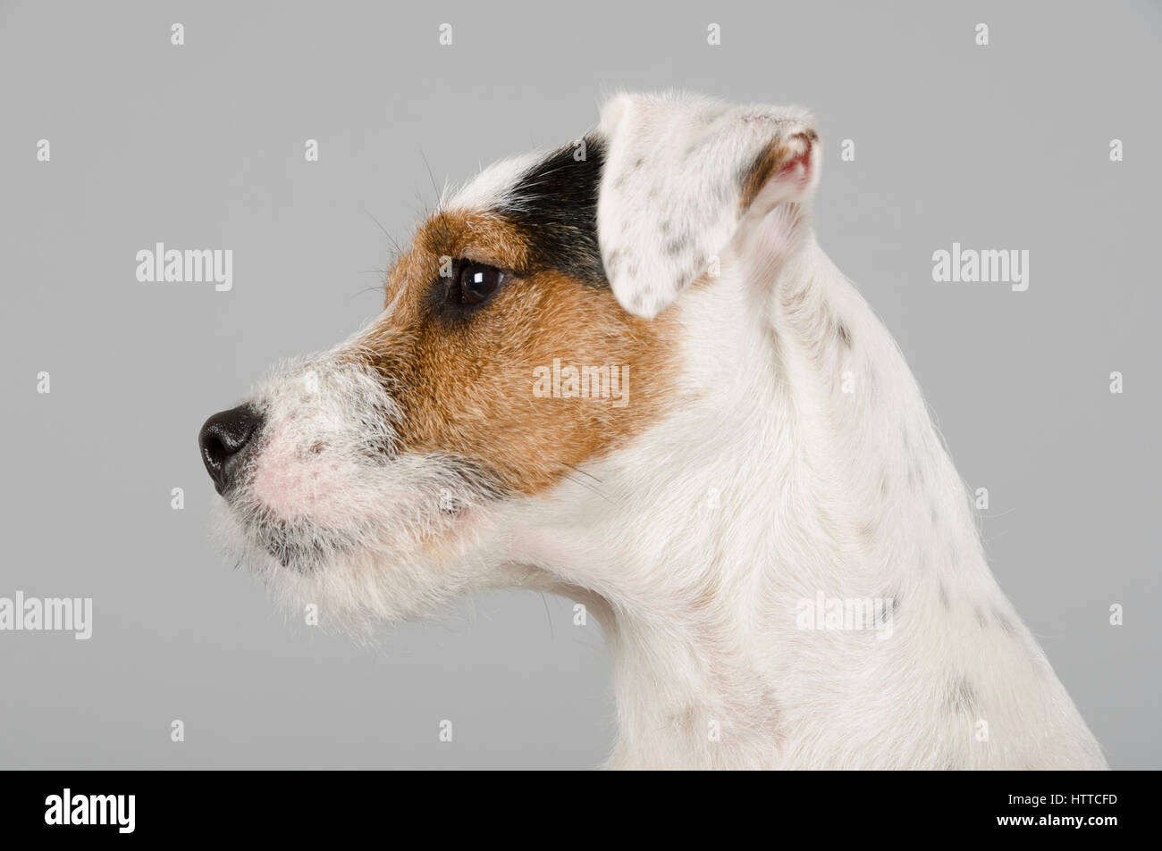 Parson Russell Terrier - Male - 8 months old Stock Photo - Alamy