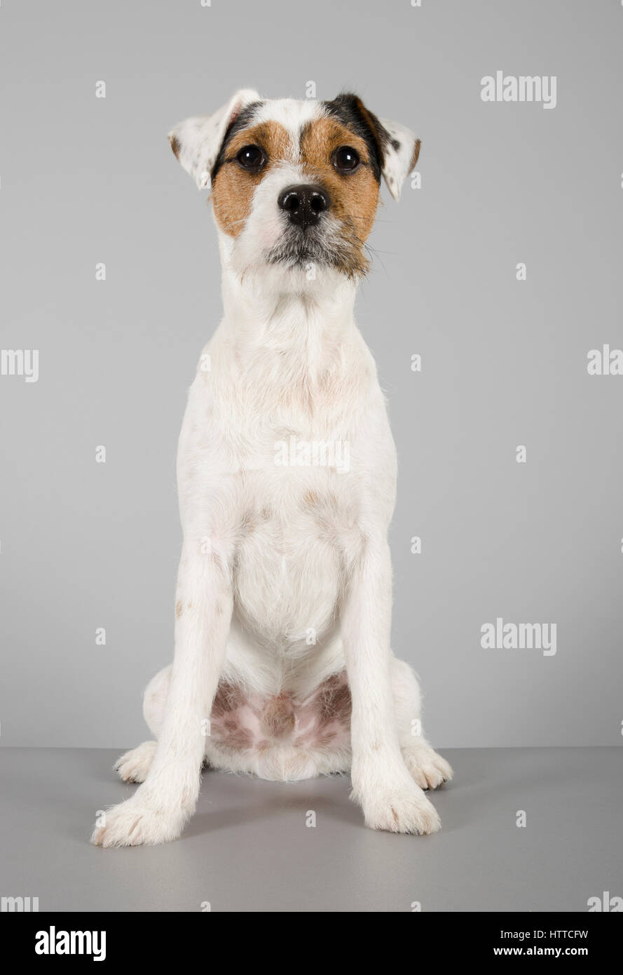 Parson Russell Terrier - Male - 8 months old Stock Photo - Alamy