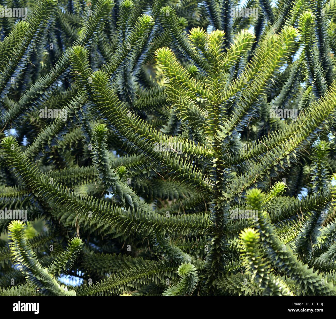 Monkey Puzzle tree Stock Photo - Alamy