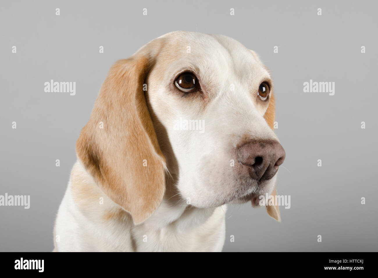 Beagle Dog - Female - Grey Background Stock Photo - Alamy