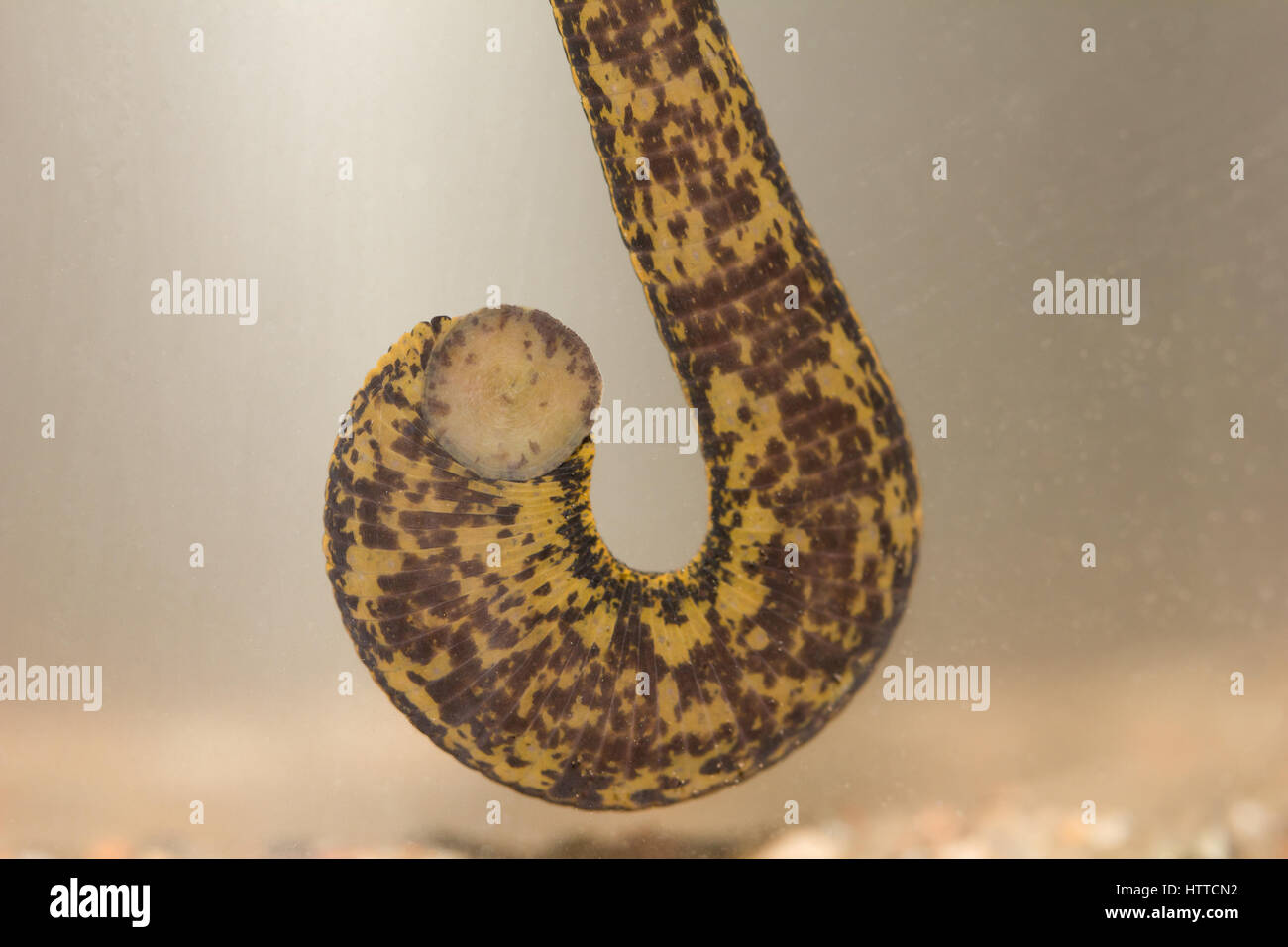 Medicinal leech hi-res stock photography and images - Alamy