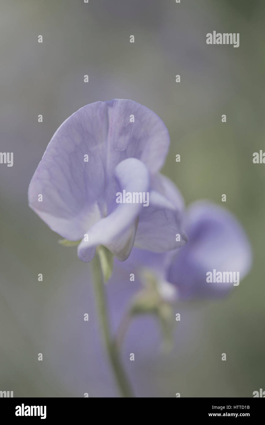 Tall pea hi-res stock photography and images - Alamy