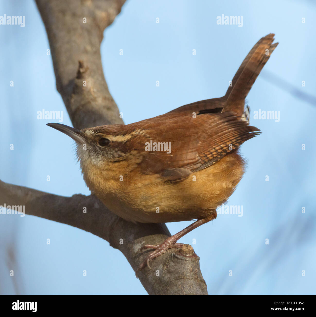 Thryothorus hi-res stock photography and images - Alamy