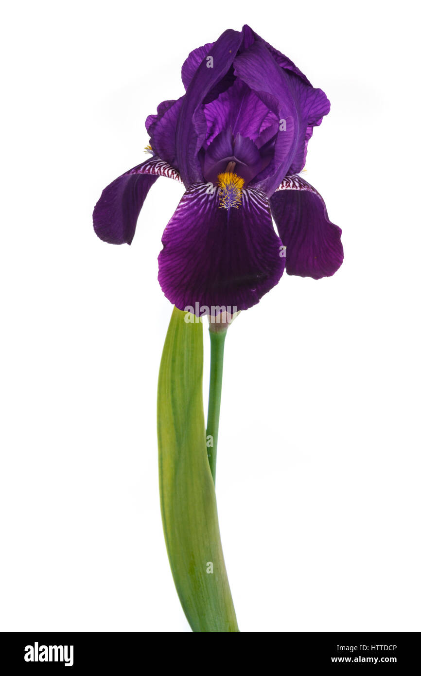 Studio photograph of bearded iris flower, stem and leaf on white ...