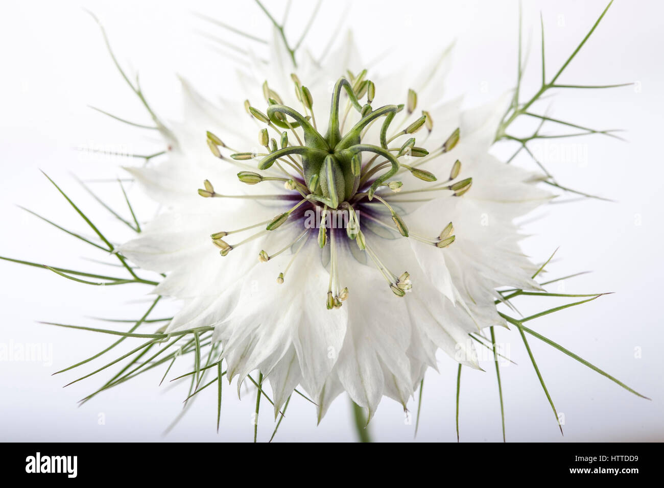 Nigella flower petals hi-res stock photography and images - Alamy