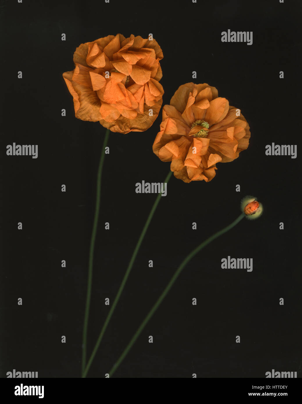 Californian poppy ballerina double orange on black background Stock ...