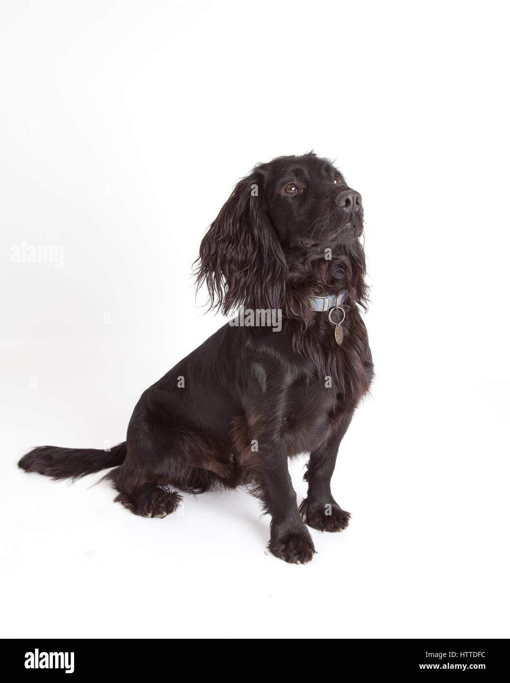 Working cocker spaniel hi-res stock photography and images - Alamy