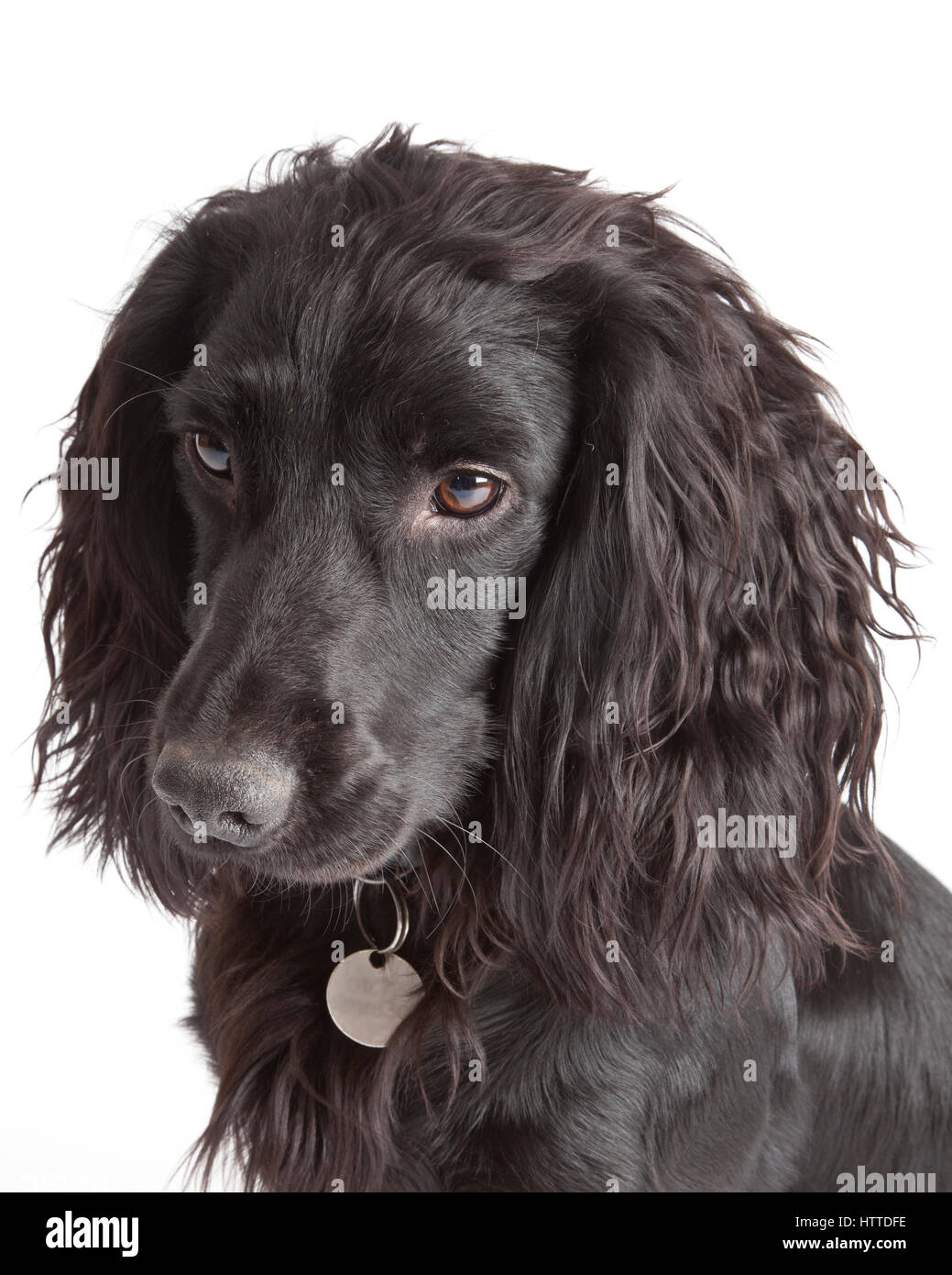 Portrait of cocker spaniel dog sitting on white background hi-res stock ...