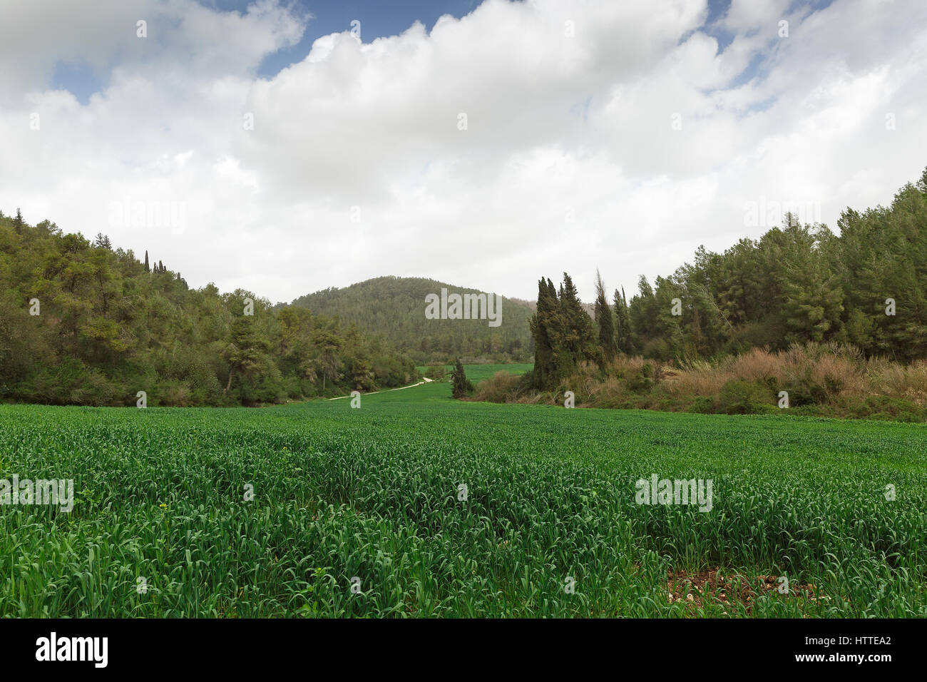Landscape of trees and a green field against a background of clouds in ...