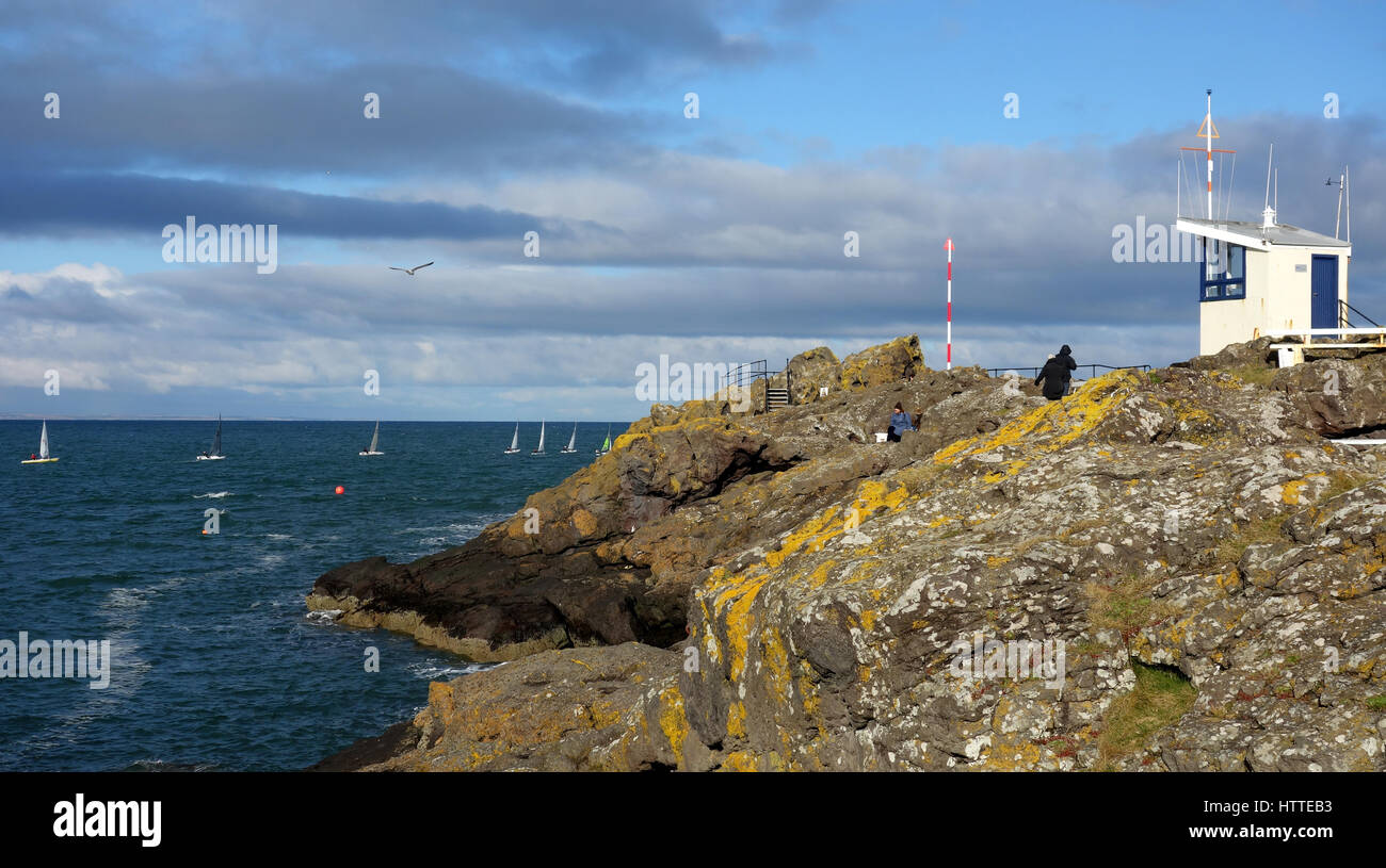 East lothian bird hi-res stock photography and images - Alamy