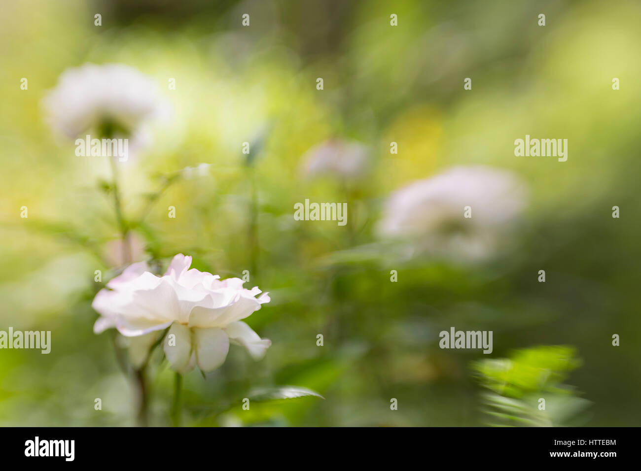 white rose in an abstract picture Stock Photo - Alamy
