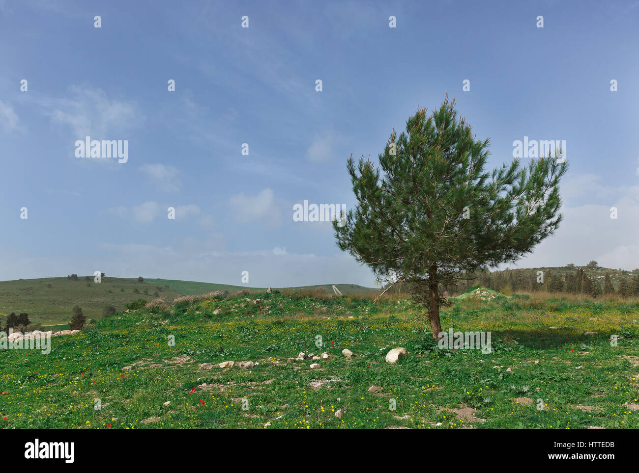 Lonely tree on a green meadow against a background of clouds in Israel ...