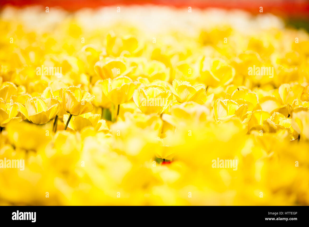 Yellow flowers in the field. Beautiful plant blossom Stock Photo - Alamy