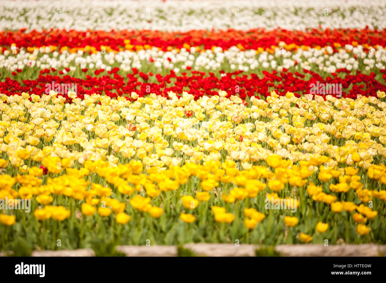 Different flowers in different colors in the field. Beautiful plant ...