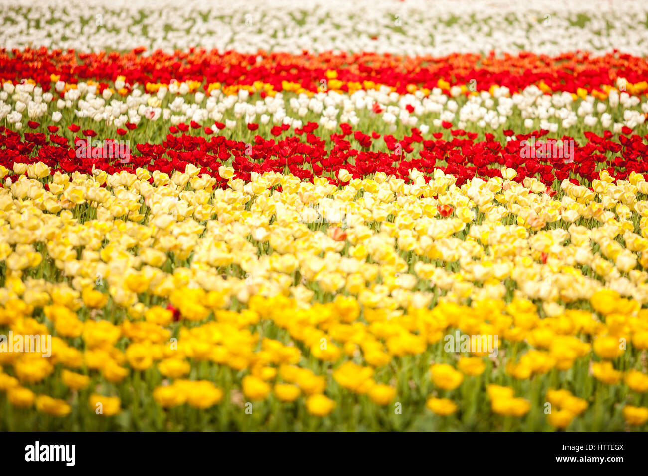 Different flowers in different colors in the field. Beautiful plant ...