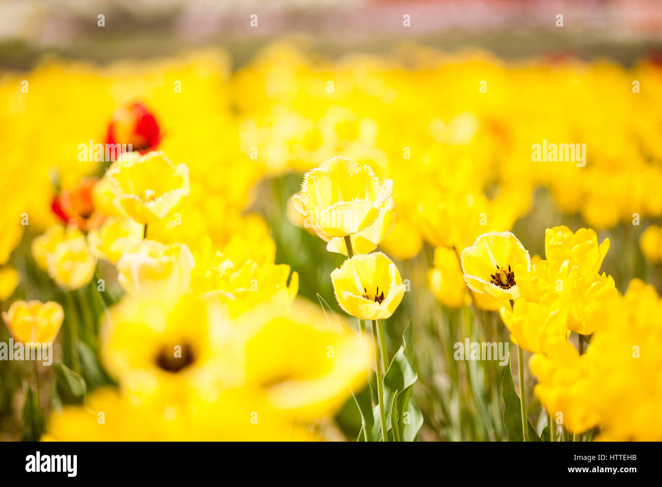Gorgeous yellow flowers in the field. Beautiful plant blossom Stock ...