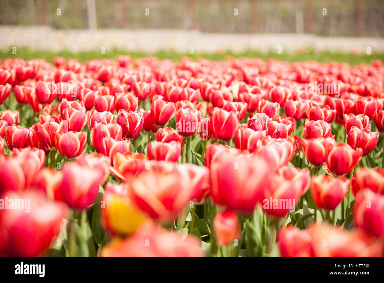 Gorgeous red flowers in the field. Beautiful plant blossom Stock Photo ...