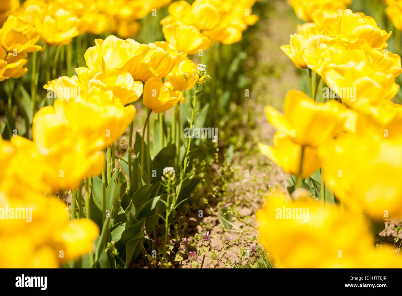 Gorgoeus yellow flowers in the field. Beautiful plant blossom Stock ...