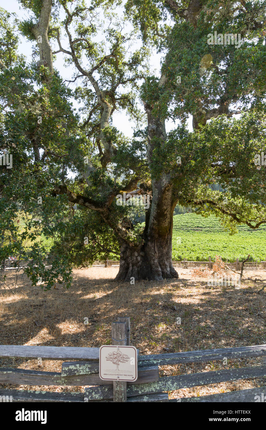 Jack london historic state park hi-res stock photography and images - Alamy